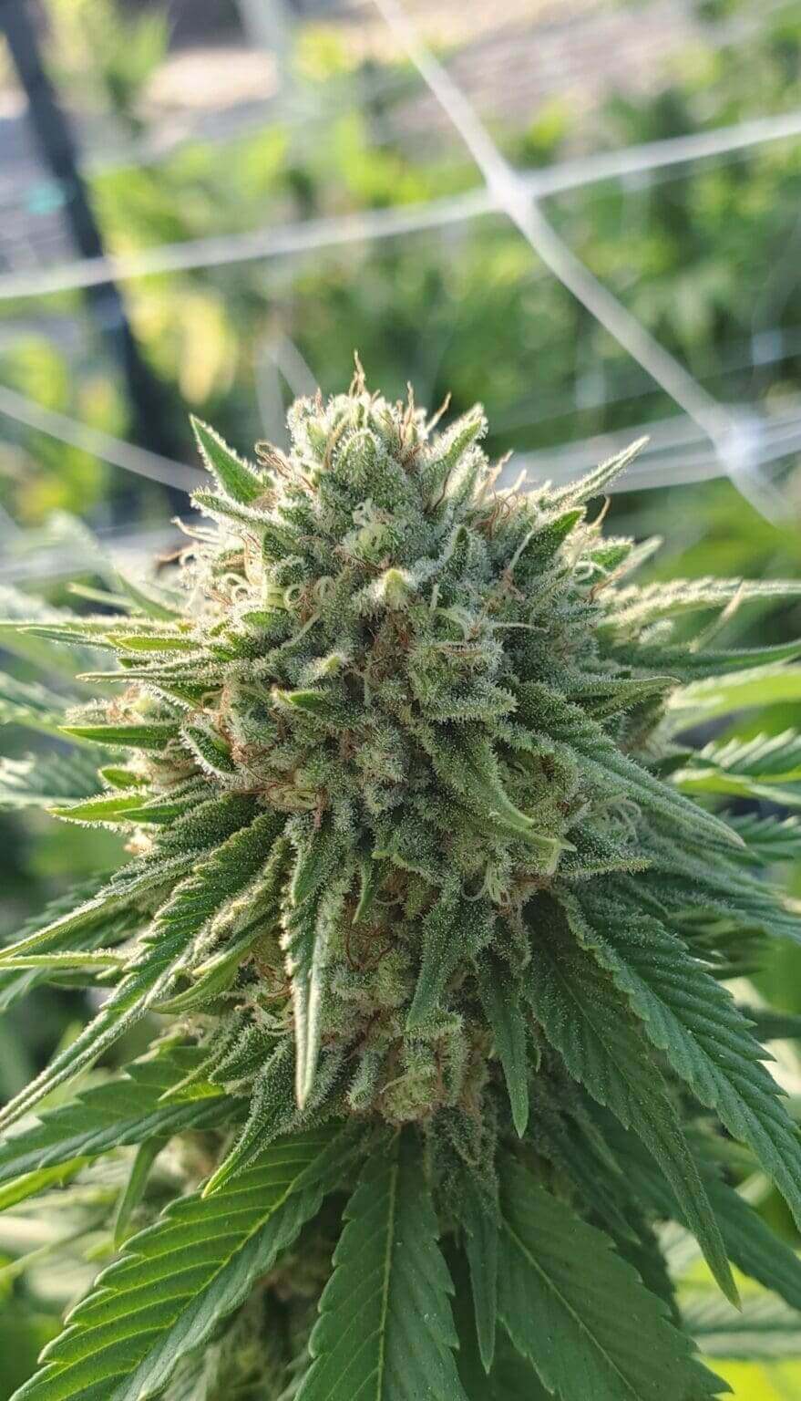Fire Girl Cannabis Seeds - Unique Genetics | Equilibrium Genetics