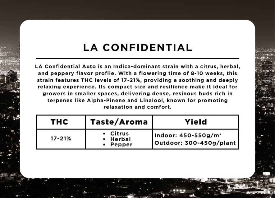 LA Confidential Seeds - Fast Flowering, Resilient | Origin Seed Co