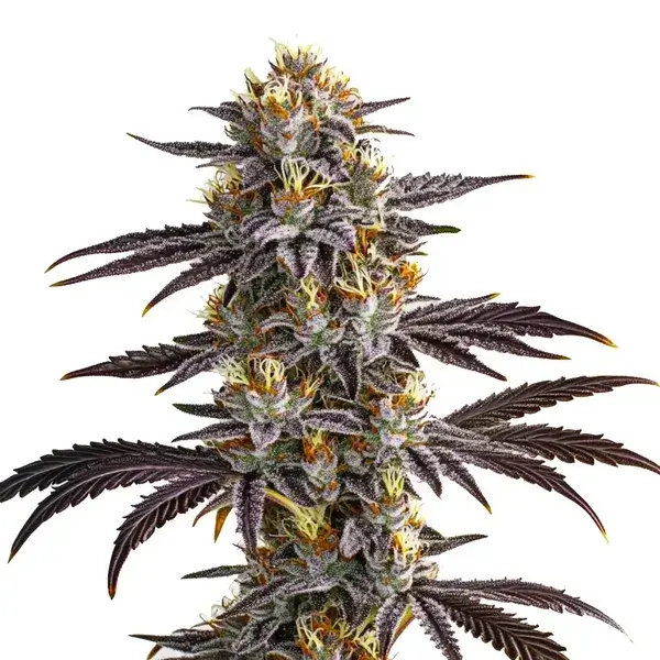 Gelato Seeds Auto - Fruity, 70 Day | Origin Seed Co