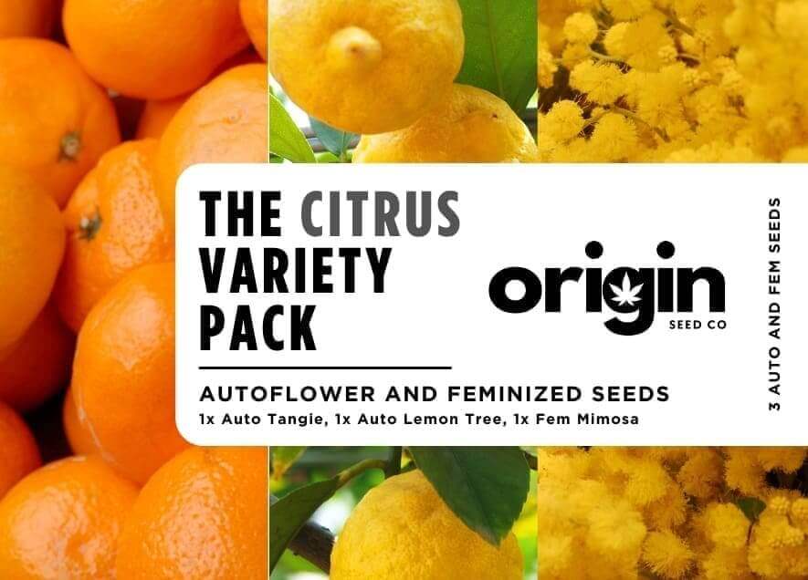 Citrus Variety Pack Seeds - Fresh Homegrown | Origin Seed Co