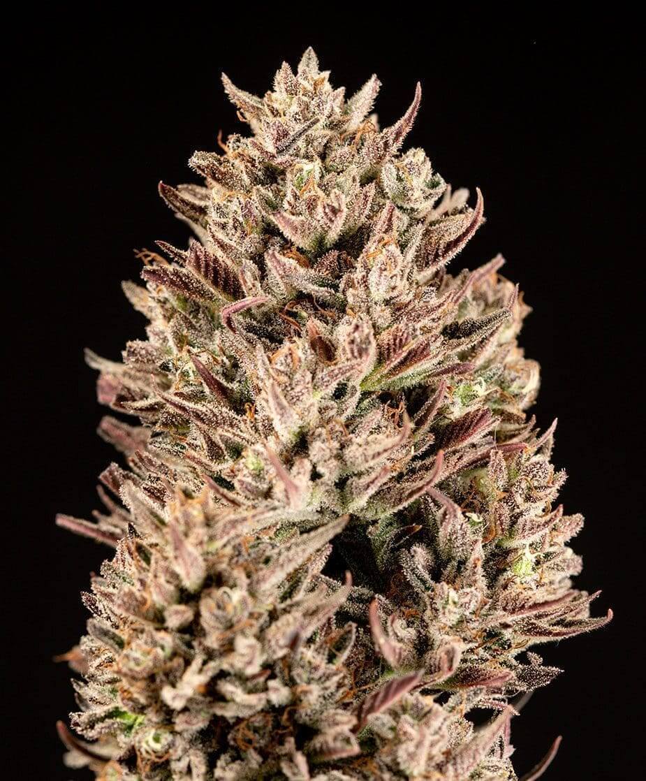 GMO Auto Seeds - Seeds & Clones