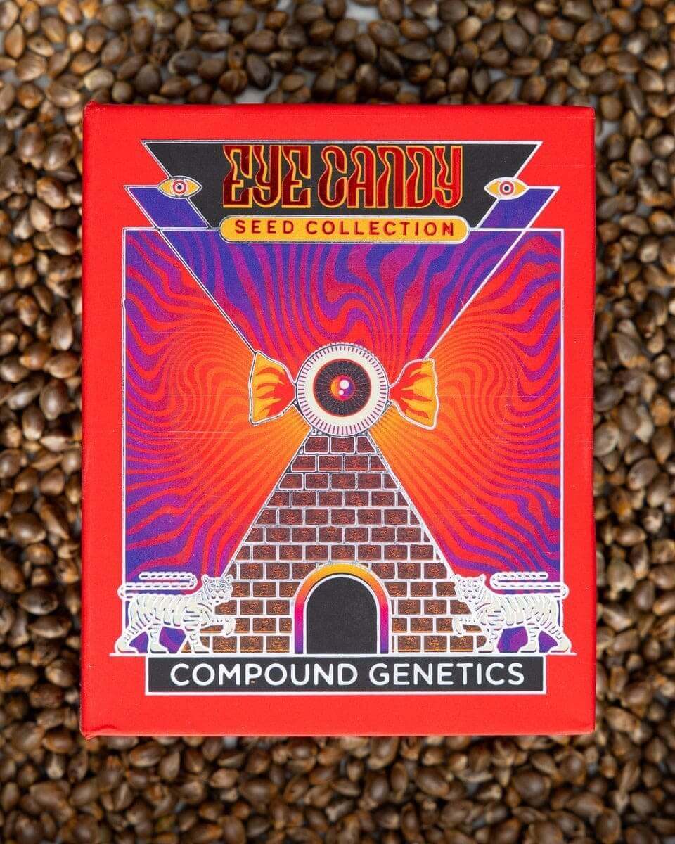 Chrome Dome Seeds - Unique Strain, Feminized | Compound Genetics