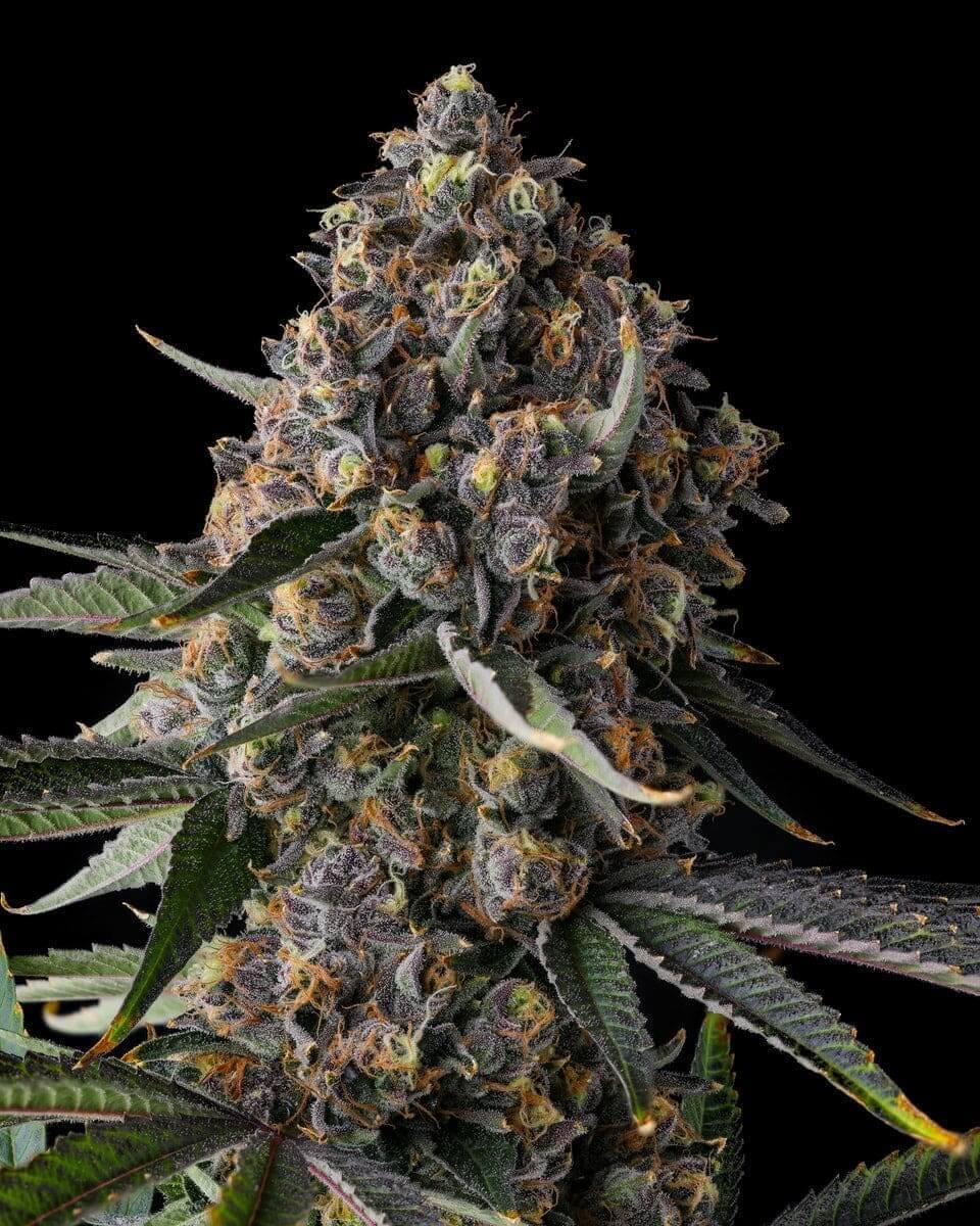 Versace Sour Seeds - Premium Strain | Compound Genetics