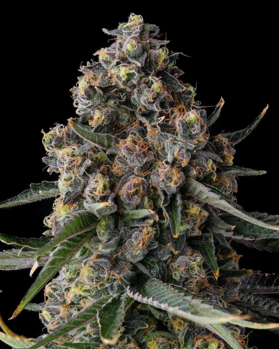 Versace Sour Seeds - Premium Strain | Compound Genetics
