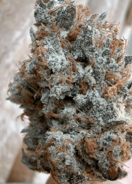 Vanilla Berry Pie Clones – Point-Loma San Diego Cut by Aficionado