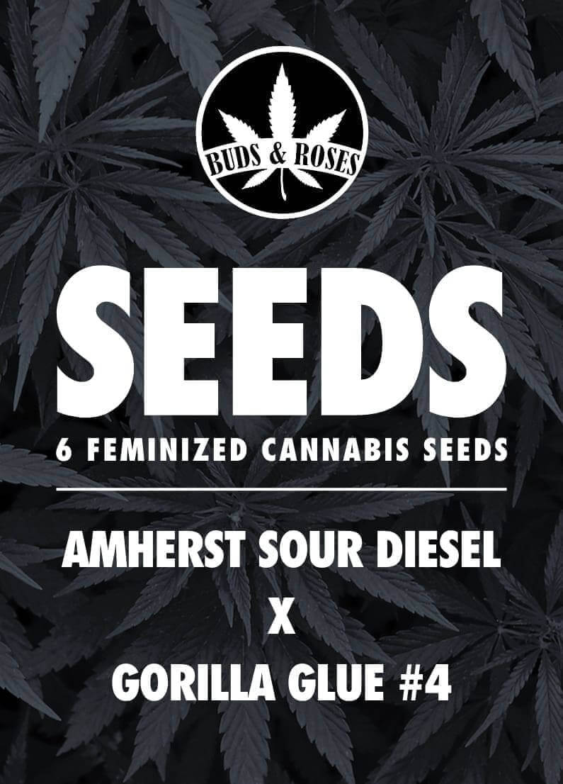 Amherst Sour Diesel x GG4 Seeds - Citrus Punch | Buds & Roses