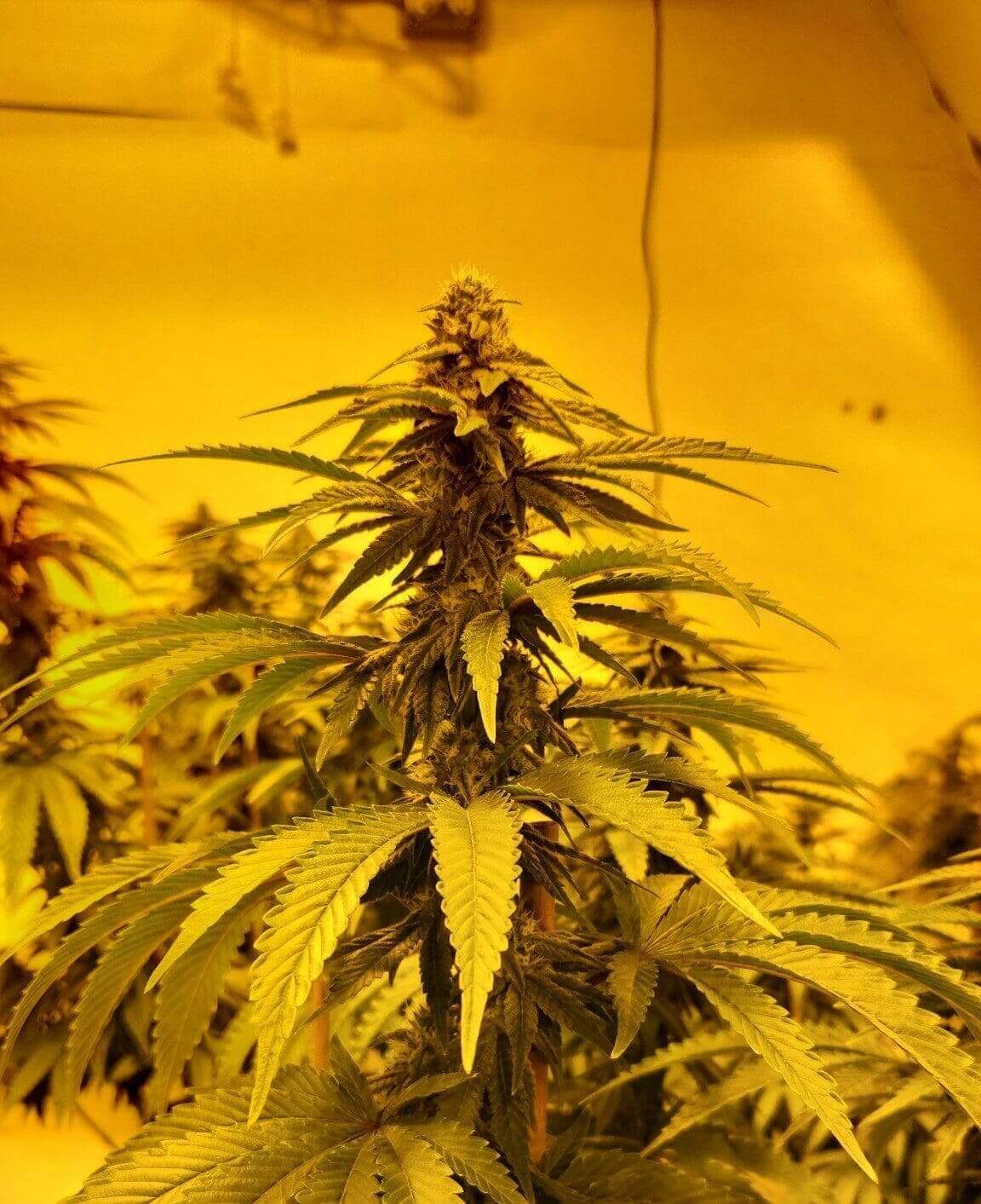 Lava Gelato Seeds - Lava Cake x Gelato 33 Hybrid | Equilibrium