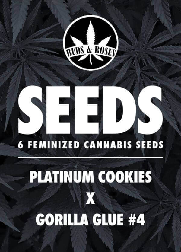 Platinum Cookies x Gorilla Glue #4 Seeds - Seeds & Clones