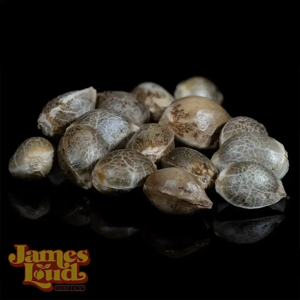 Gorilla Z Gelato Auto - Bold Earthy Vanilla | James Loud