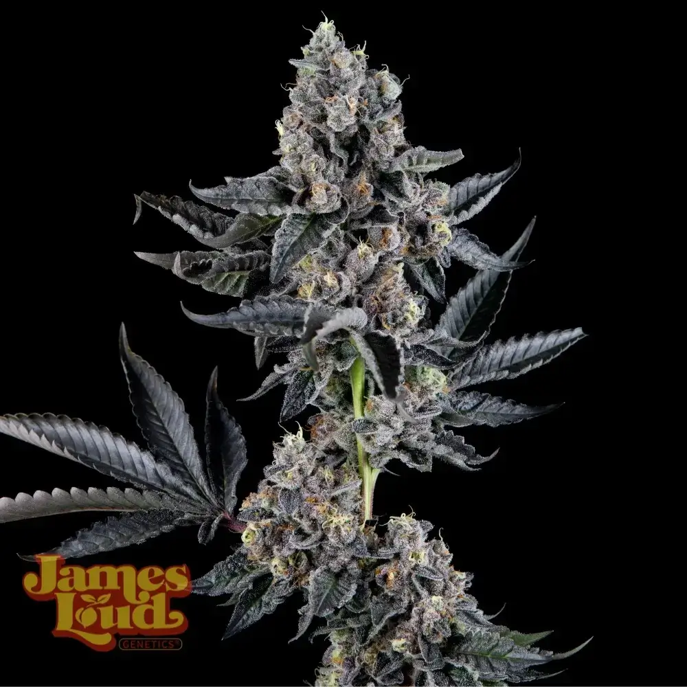 James' Runtz Seeds - Candy & Cream Aroma | James Loud