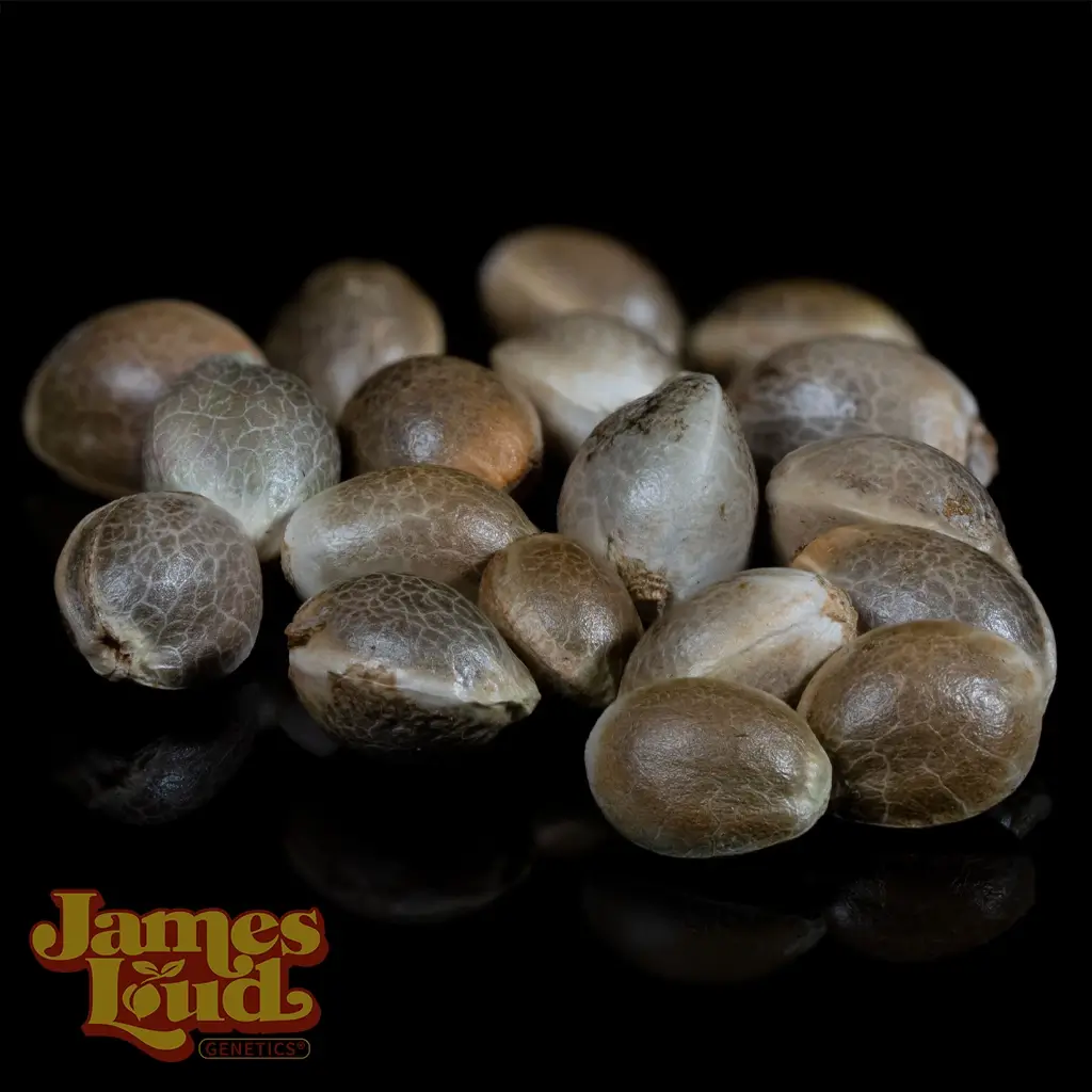 Tribal Kush Seeds - Seeds & Clones Tribal Kush Seeds - Seeds & Clones
