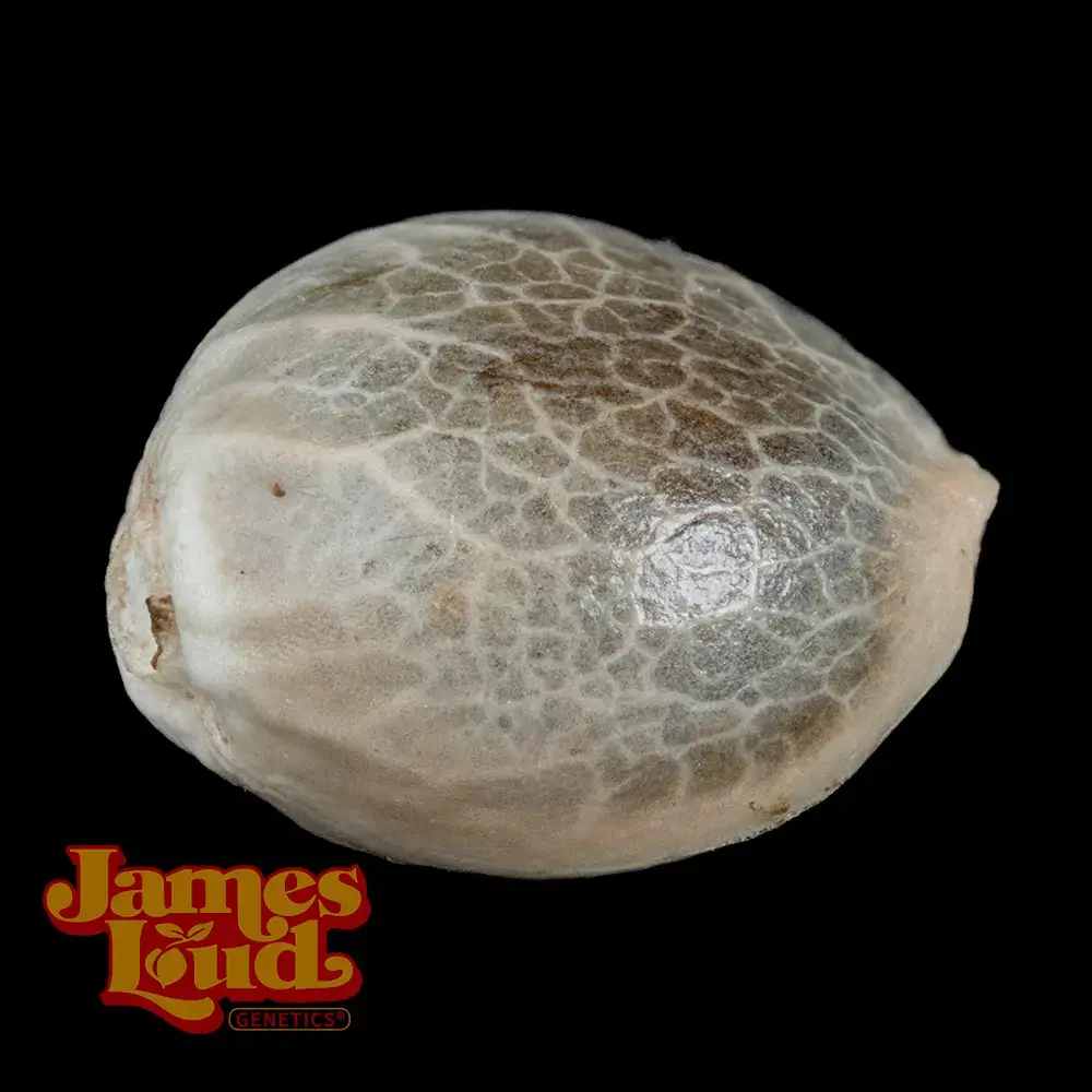 Jah Fada Seeds - Lemon Aroma Equatorial Hybrid | James Loud