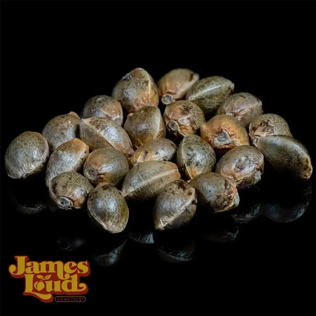 Lunatic Runtz Seeds - Purple Candy Gas | James Loud