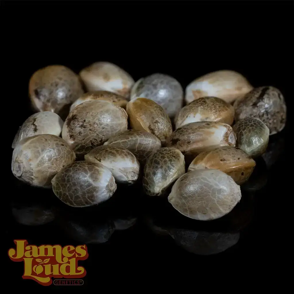 Nobel Tang Seeds - Seeds & Clones