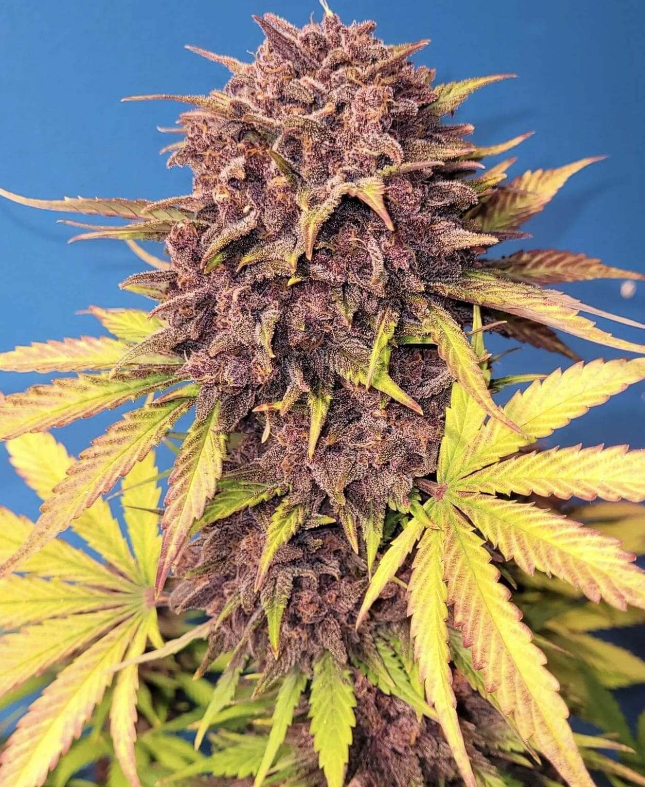 Purple Lemonade Seeds - Unique Genetics | FastBuds Seeds