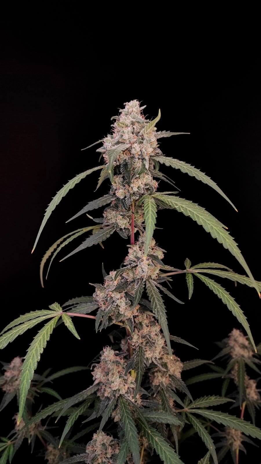 AK Seeds Autoflower - Robust Genetics | FastBuds Seeds