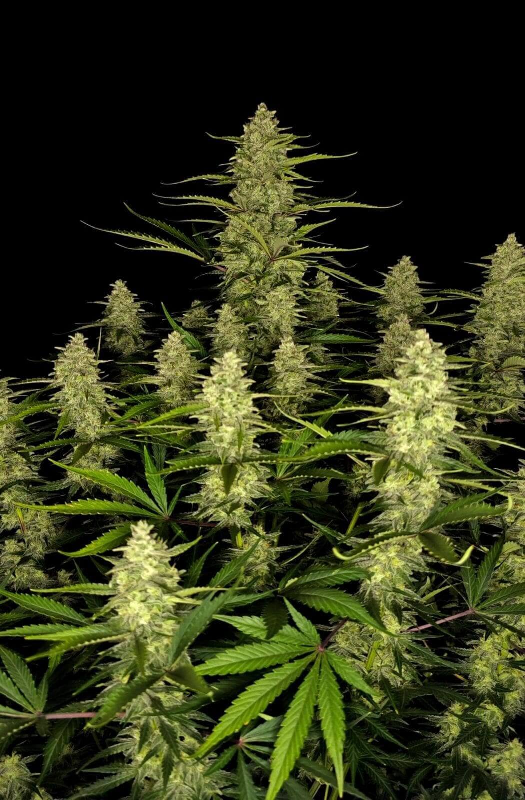 Papaya Cookies Seeds Autoflower - Exotic Terpenes | FastBuds