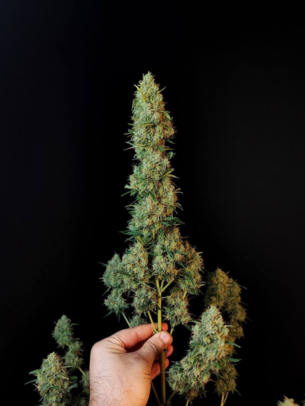 Jack Herer Seeds Autoflower - Robust Genetics | FastBuds