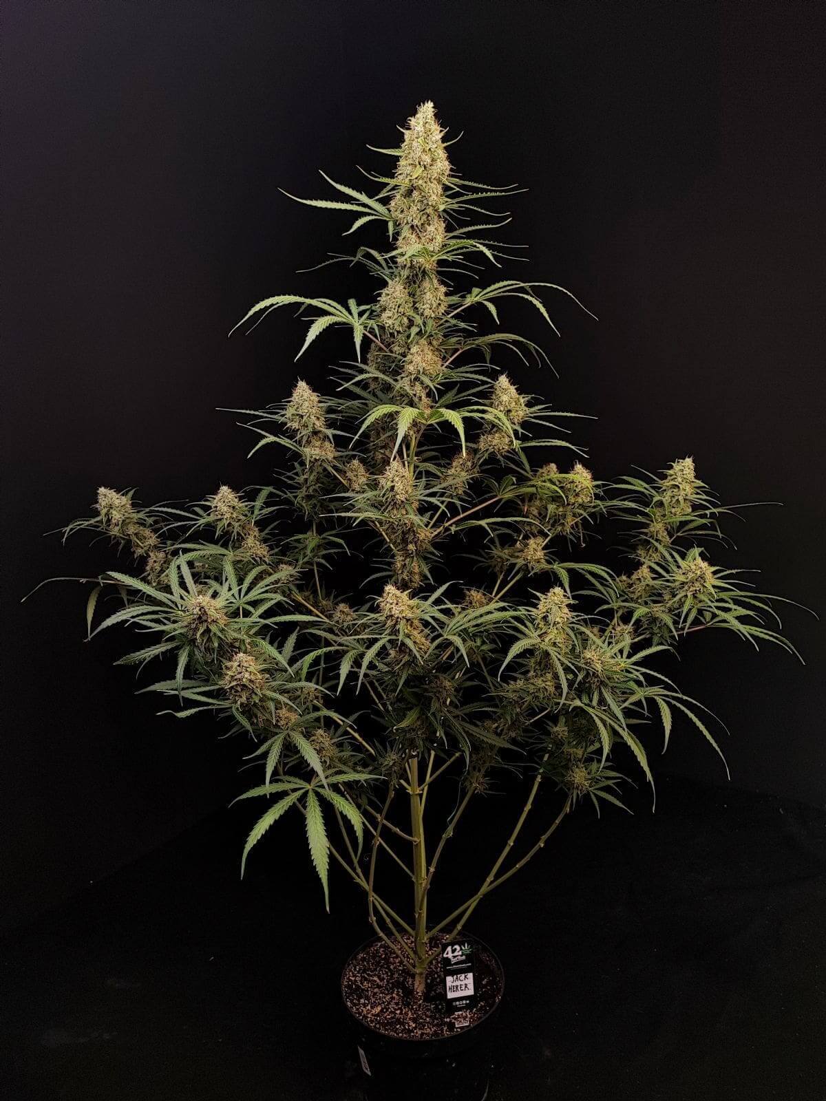 Jack Herer Seeds Autoflower - Robust Genetics | FastBuds