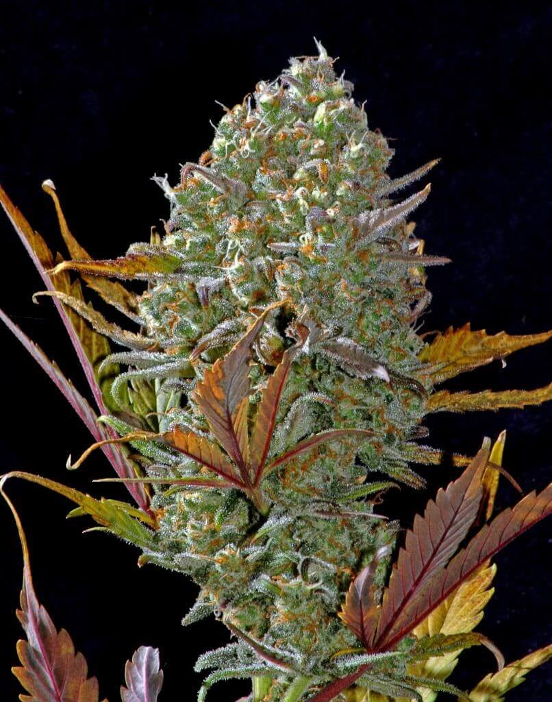 Pineapple Express Seeds - 65 Days Autoflower | FastBuds