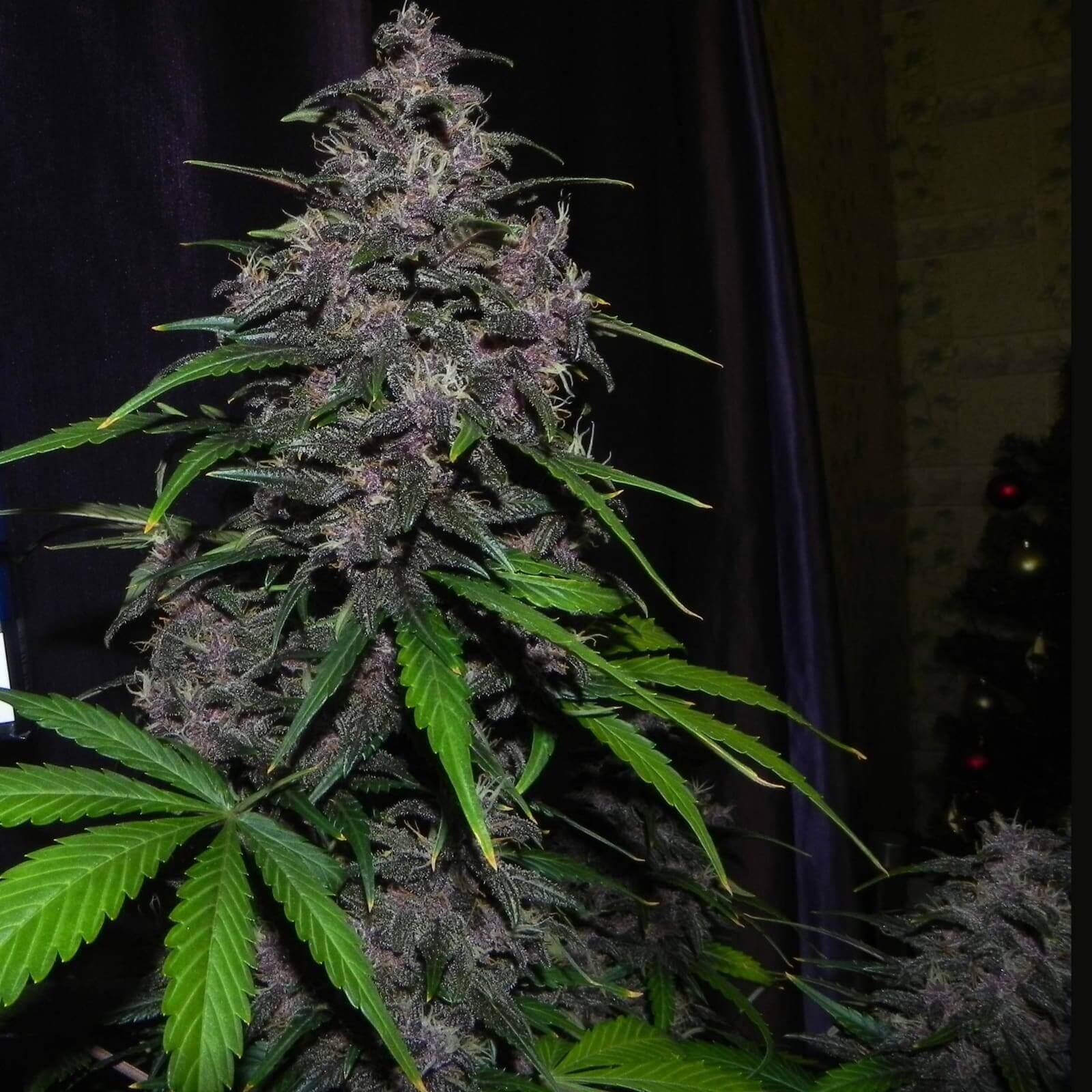LSD-25 Seeds Autoflower - 65 Days, Purple Hue | FastBuds Seeds