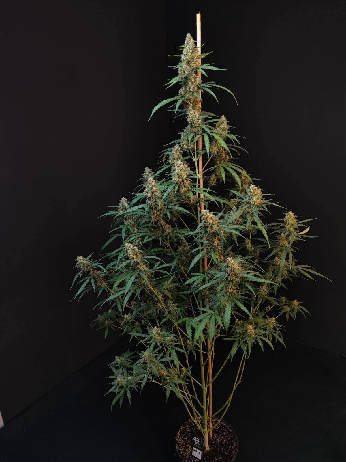 Cheese Seeds Autoflower - 65 Days Harvest | FastBuds Seeds