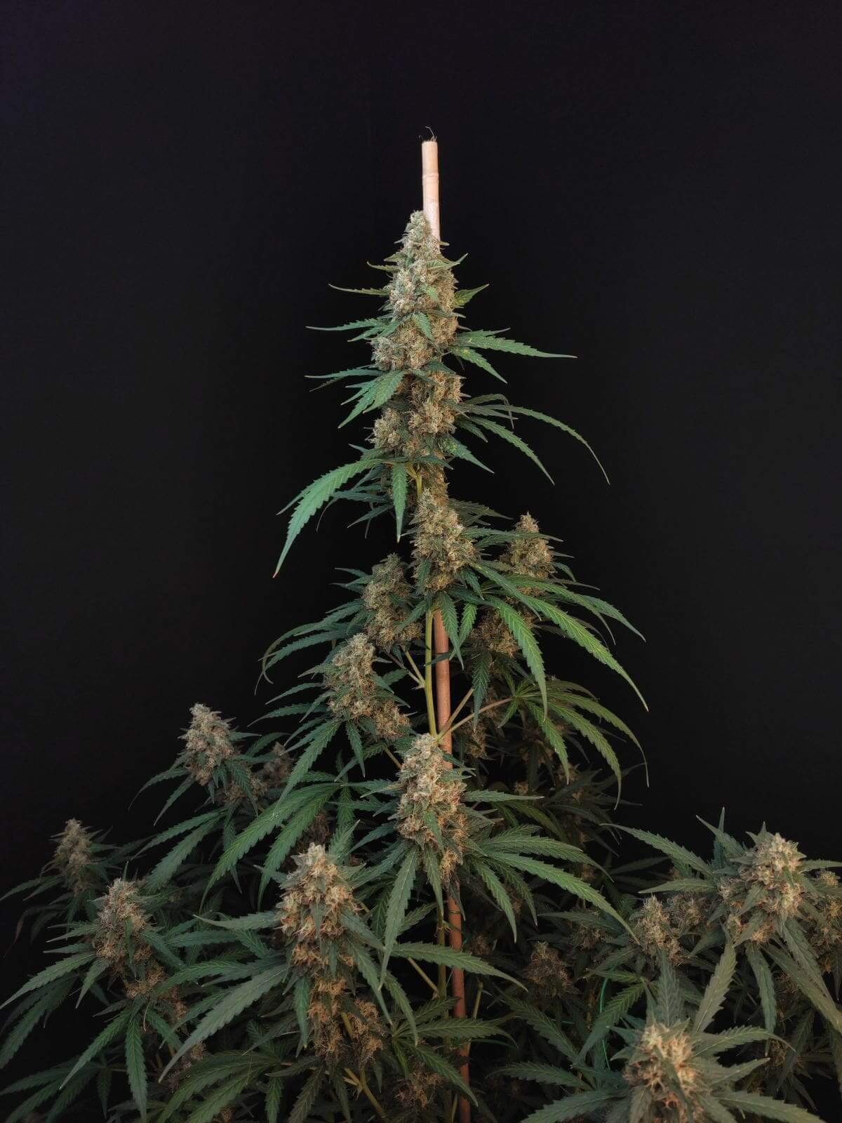 Cheese Seeds Autoflower - 65 Days Harvest | FastBuds Seeds