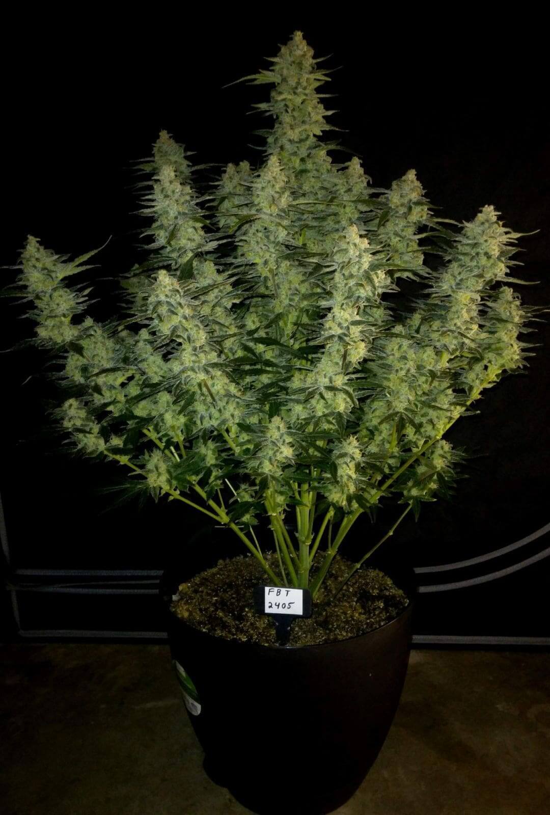 Papaya Cookies Seeds Autoflower - Exotic Terpenes | FastBuds