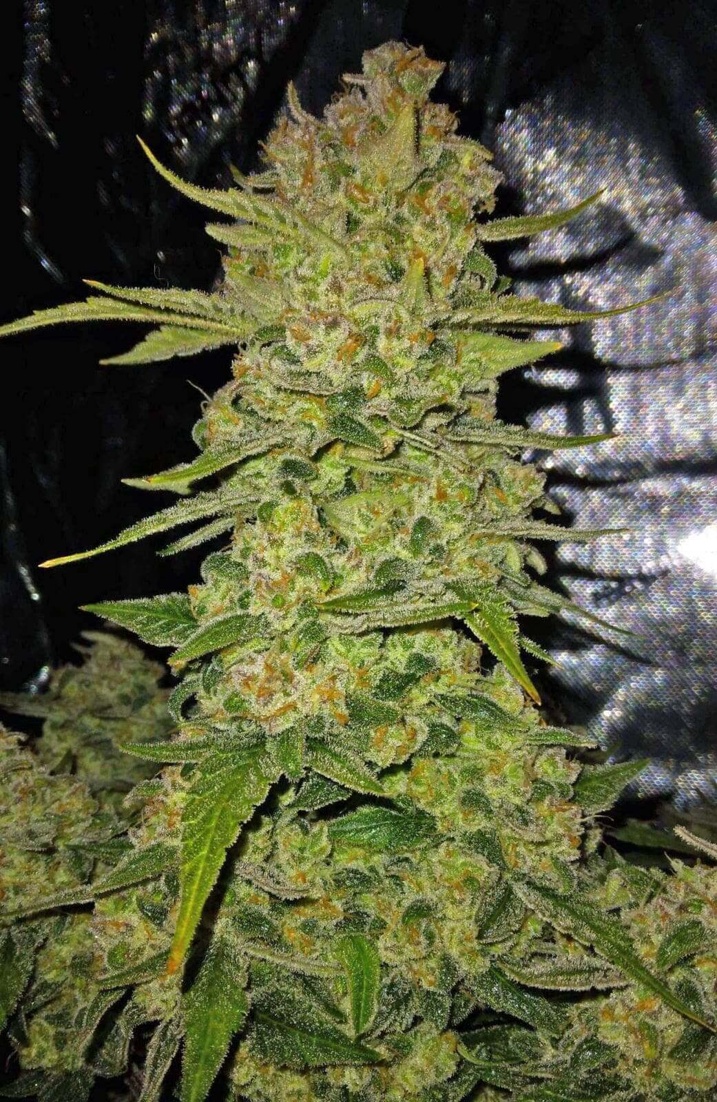 Papaya Cookies Seeds Autoflower - Exotic Terpenes | FastBuds
