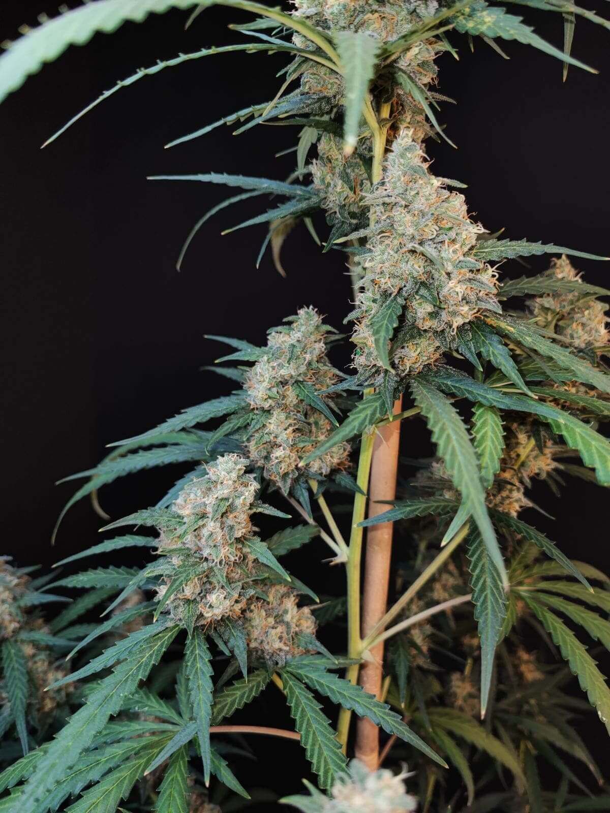 Cheese Seeds Autoflower - 65 Days Harvest | FastBuds Seeds