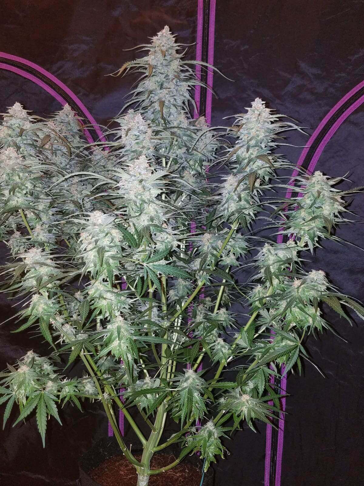 Pineapple Express Seeds - 65 Days Autoflower | FastBuds