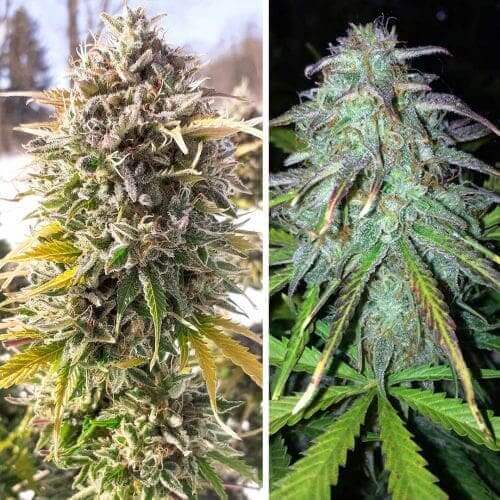 Colorado Cookies Seeds - Seeds & Clones