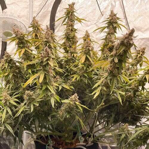 Lemon Kix Seeds - Seeds & Clones