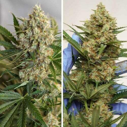 MAC #1 Seeds Autoflower - Unique Genetics | Dutch Passion