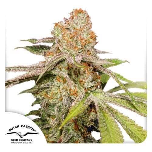 MAC #1 Seeds Autoflower - Unique Genetics | Dutch Passion