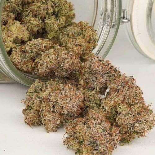 Mimosa Punch Seeds Autoflower - Rich Terpenes | Dutch Passion
