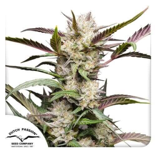 Mimosa Punch Seeds Autoflower - Rich Terpenes | Dutch Passion