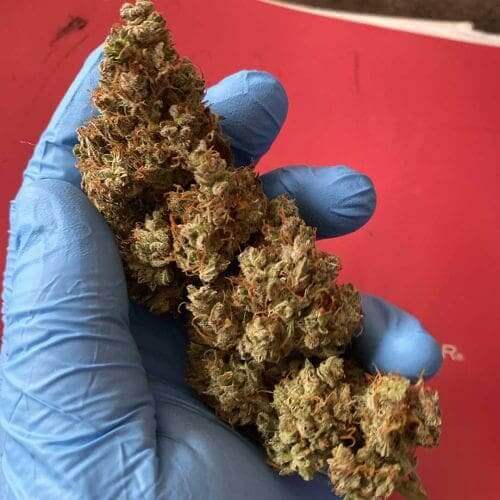 Night Queen Seeds Autoflower - Robust Genetics | Dutch Passion
