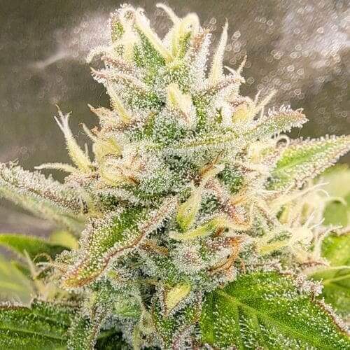 Oh My Gusher Seeds Autoflower - 65 Days Growth | Dutch Passion