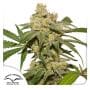 Oh My Gusher Seeds Autoflower - 65 Days Growth | Dutch Passion