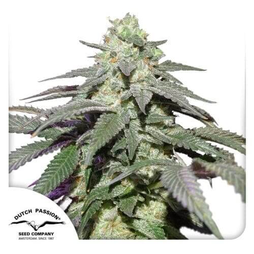 Skywalker Haze Seeds Autoflower - 65 Days | Dutch Passion