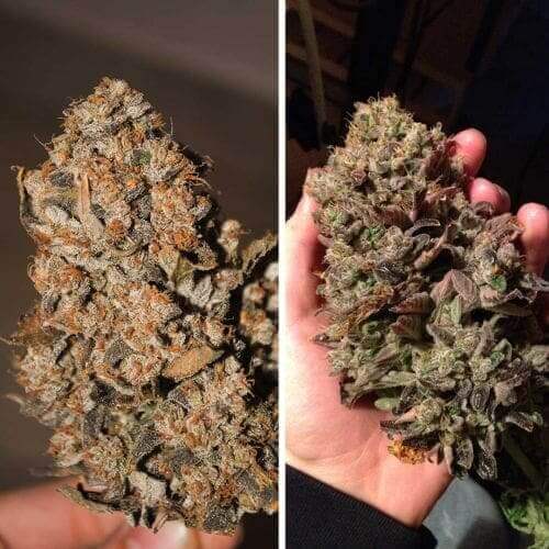 Think Different Seeds Autoflower - AK-420 Genetics | Dutch Passion