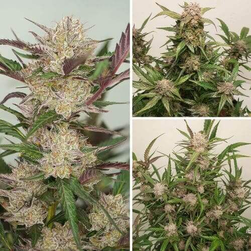 Mimosa Punch Seeds Autoflower - Rich Terpenes | Dutch Passion
