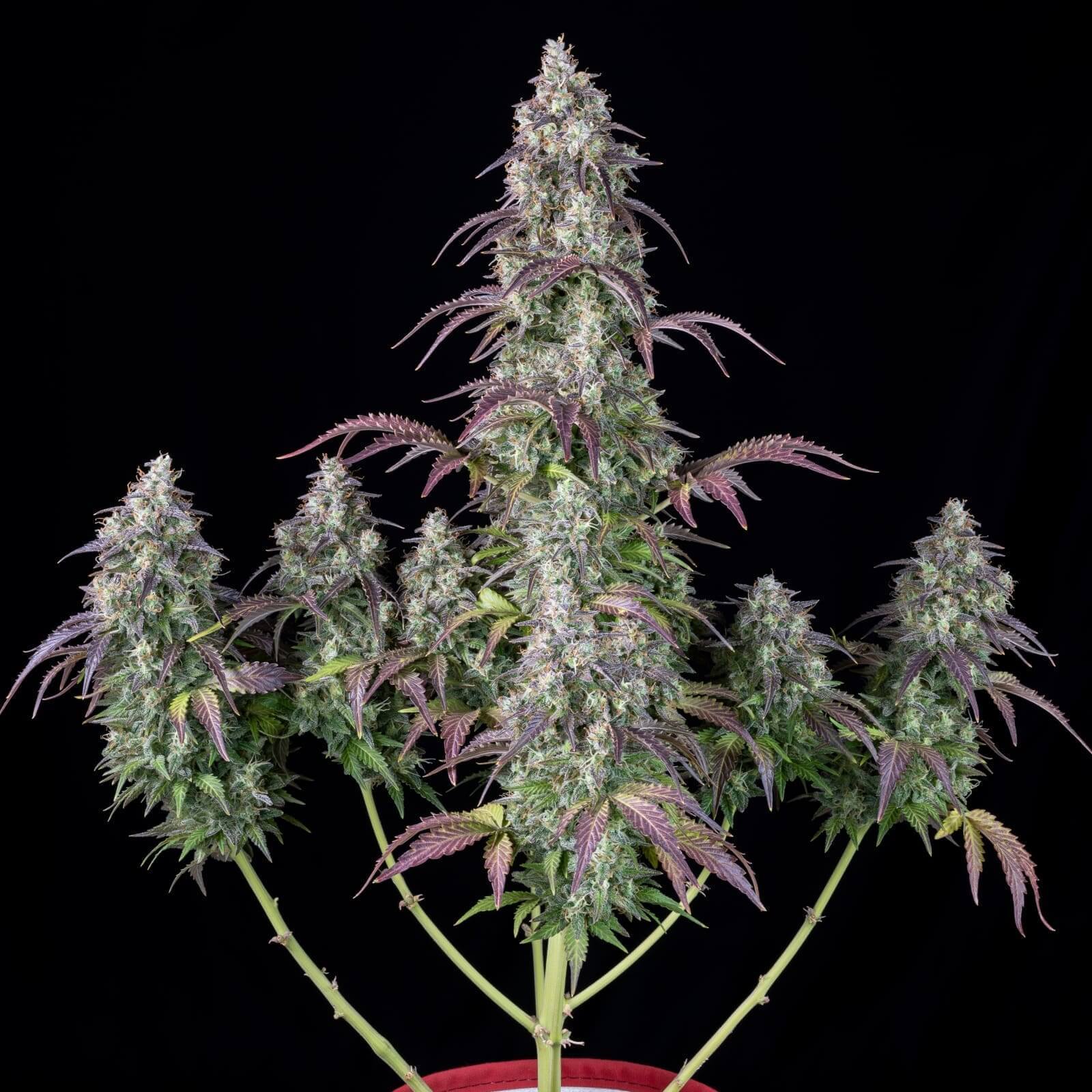 Lemon Pie Seeds Autoflower - Vibrant Terpenes | FastBuds
