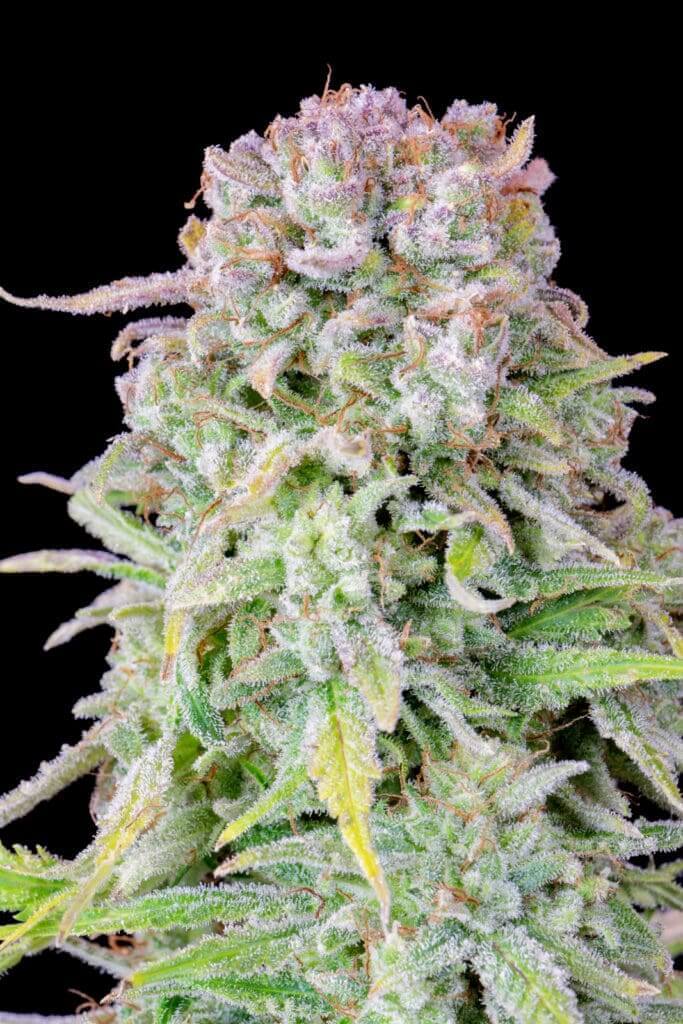 Afghan Kush Seeds Autoflower - Robust Genetics | FastBuds