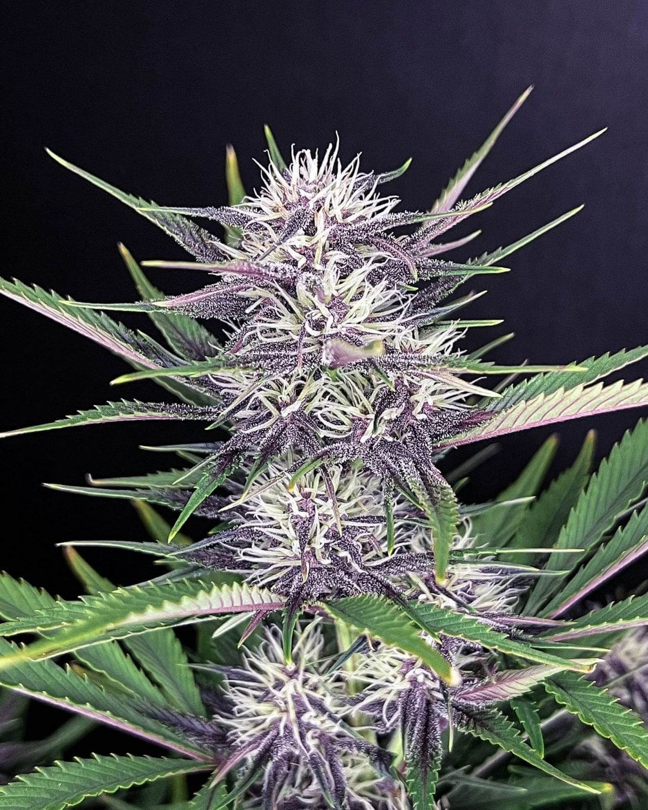 Banana Purple Punch Seeds - Banana OG x Purple Punch | FastBuds