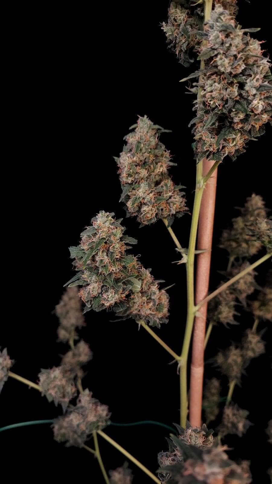 Cheese Seeds - Seeds & Clones