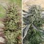 Blue Auto Mazar Seeds - Blueberry x Mazar Hybrid | Dutch Passion