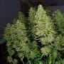 Blue Auto Mazar Seeds - Blueberry x Mazar Hybrid | Dutch Passion