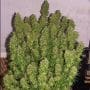 Blue Auto Mazar Seeds - Blueberry x Mazar Hybrid | Dutch Passion
